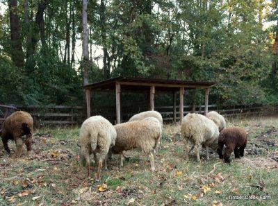 Wool-Yielding Animals for Yarn and Fiber - Countryside
